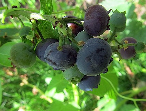 Zusatzstoff Anthocyane E 163 - Zusatzstoffe-Liste.de